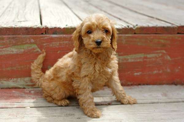 Milo (male)- Gorgeous Red F1b Cockapoo