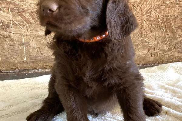F1 Chocolate Labradoodle puppies