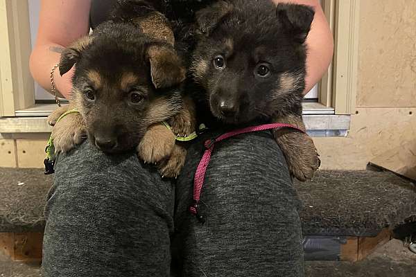 5 German shepherd puppies born march 6th