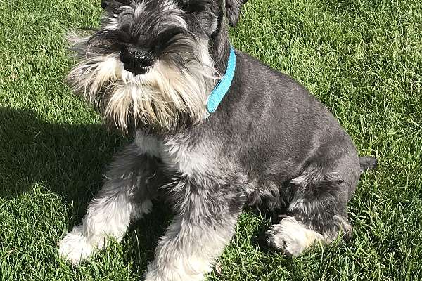 Miniature Schnauzer Male