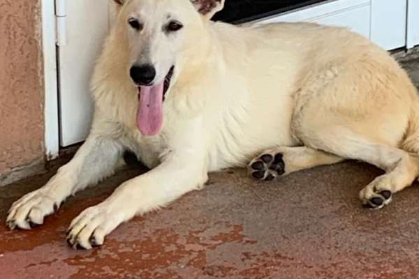 White German Shepherd White solid color Rehoming
