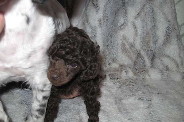 AKC Toy Poodle Puppies