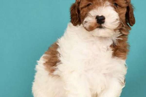 Dreamiest Cavapoo puppy