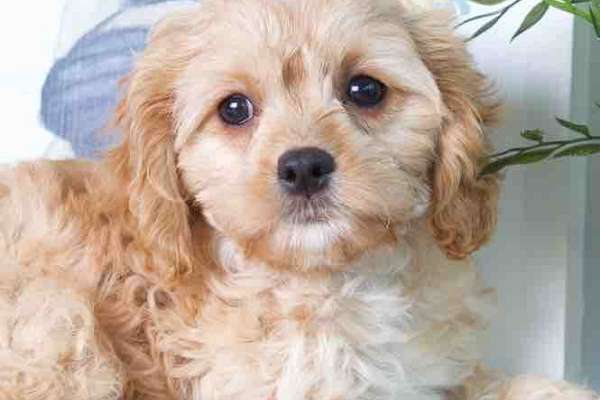 Lily Female Cavapoo