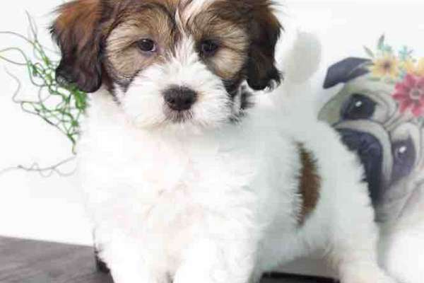 Clay Male Shihpoo
