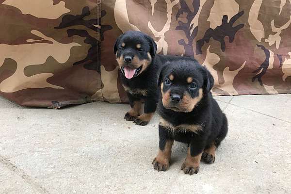 Rottweilers puppies for rehoming