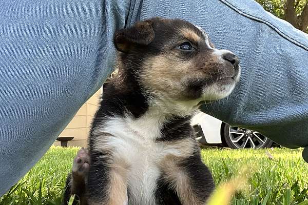 Cattle puppy