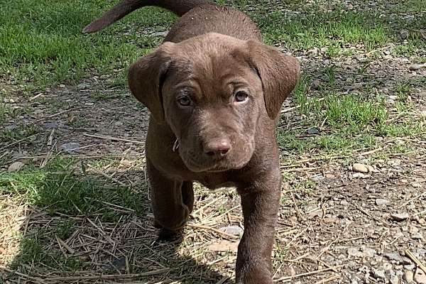 Sweet Little Chocolate Lab