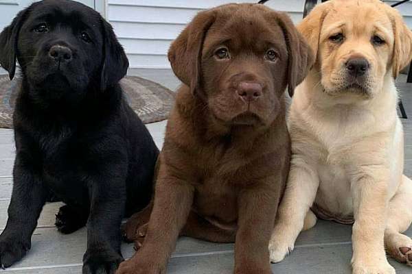 Labrador retriever puppies available