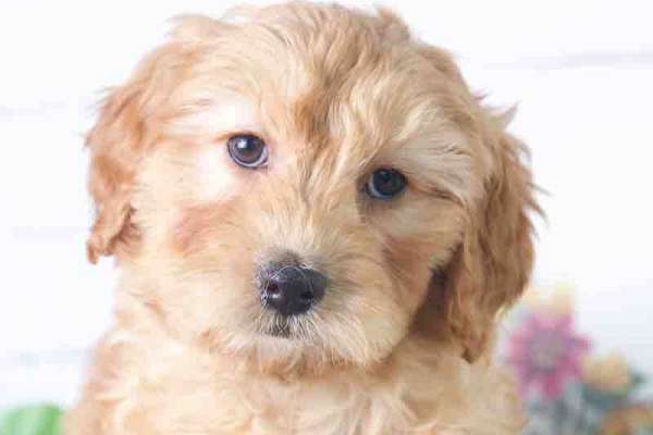 Bunny Female Mini Goldendoodle
