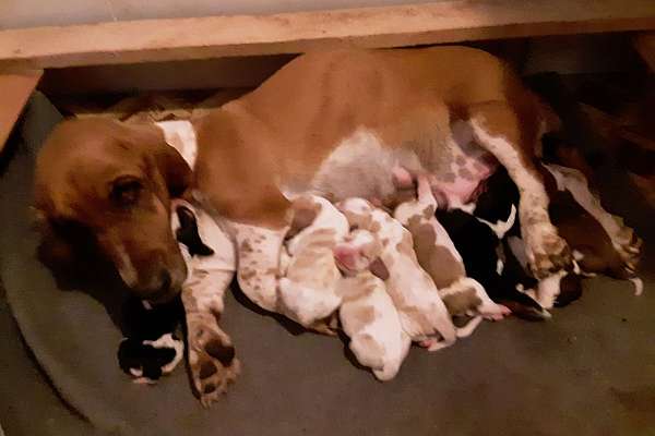 AKC Basset Hounds Hush Puppy log long ears puppy tail wags