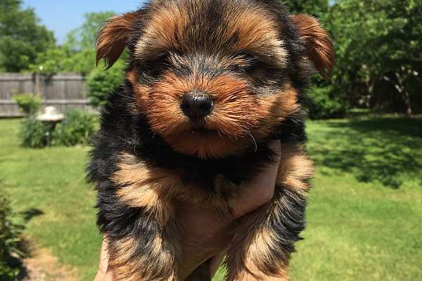 CKC Registered Yorkie Pups