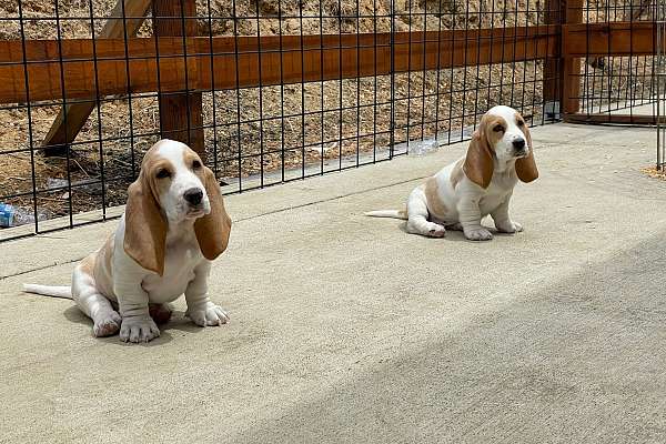 Basset Hound Puppies