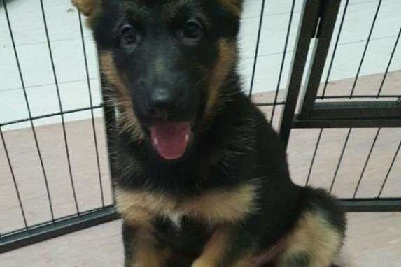 Straight back German Shepherd puppies