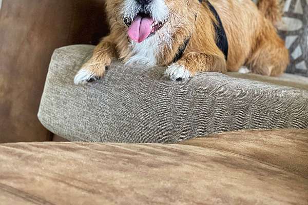 2 year old Male Shih-poo