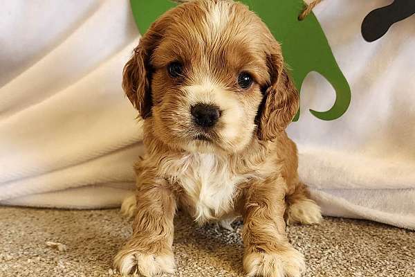 Female Cocker Spaniel
