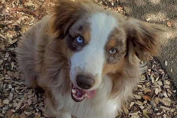 CKC Red Merle Australian Shepherd w/ Blue & Green Marbled Eyes