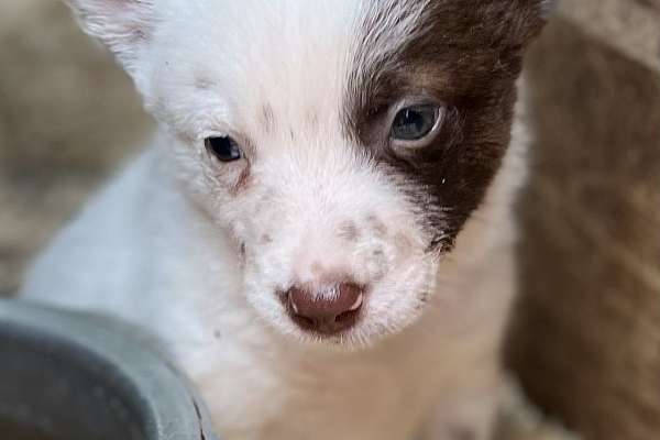 Australian Cattle Dog - White Chocolate Male