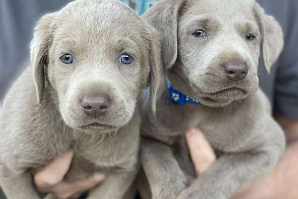 AKC Labrador retriever puppies