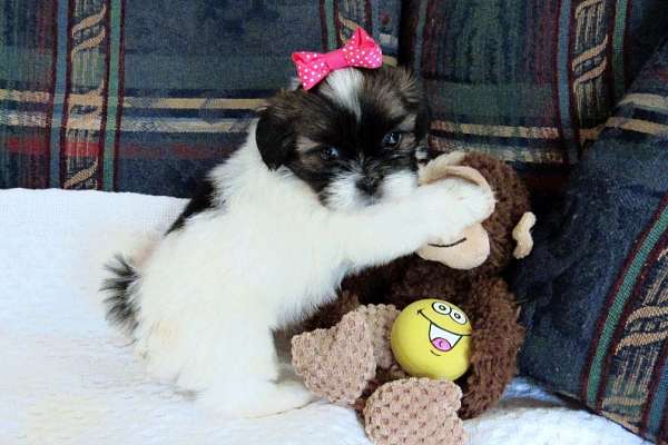 Female Shih Tzu Pup: CKC Reg - White, Black, Brown - Ready: 7 July 2023
