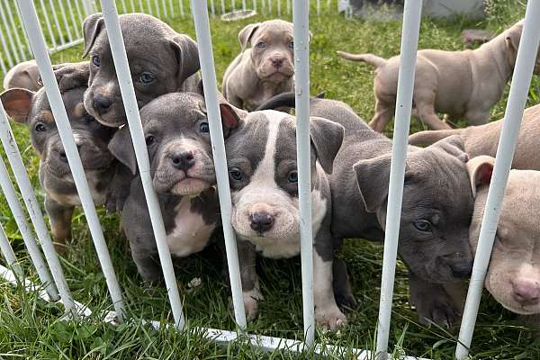Abkc Exotic Extreme Pocket American Bully Puppies