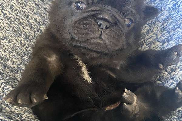 Male pug puppies