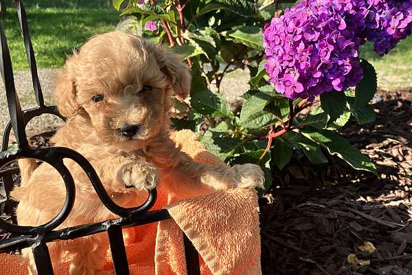 Toy Poodle— Peanut