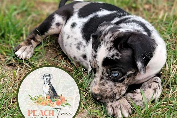 Nalc Registered Peach Tree Catahoulas