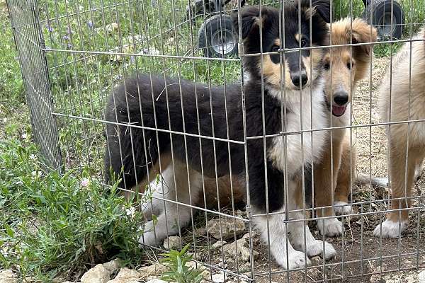 Rough collies available july 2023