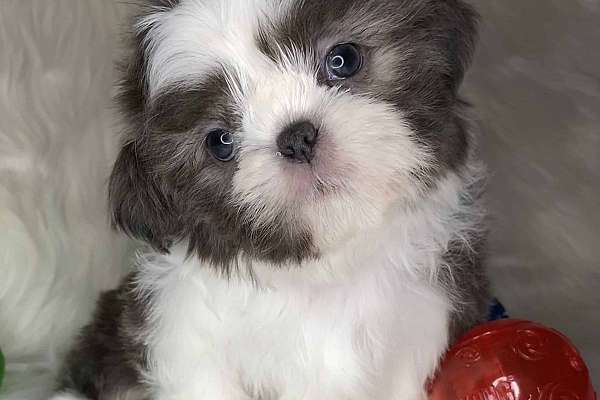 Purebred Shih Tzu Puppies