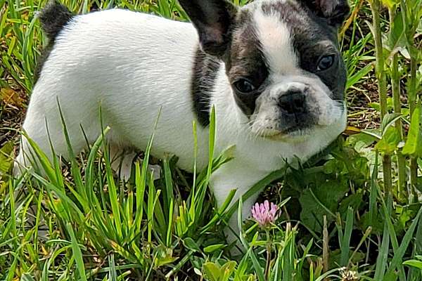 French Bulldog (Blue pied)