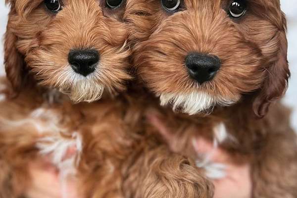 House Broken Cavapoo Puppies Available for Adoption