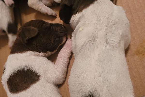 AKC puppies