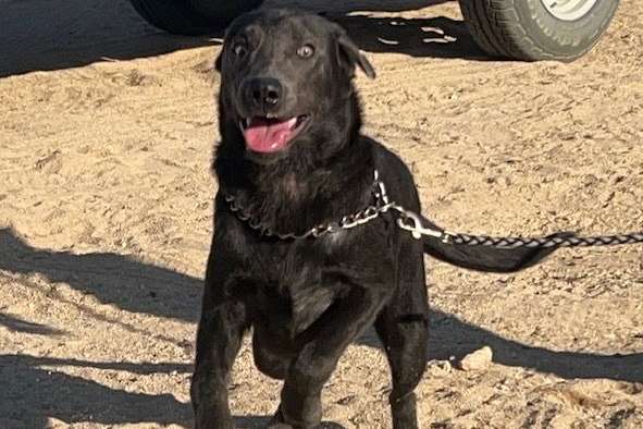 AKC Male Charcoal Lab