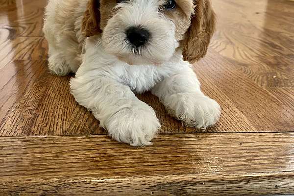 Cavapoo puppy