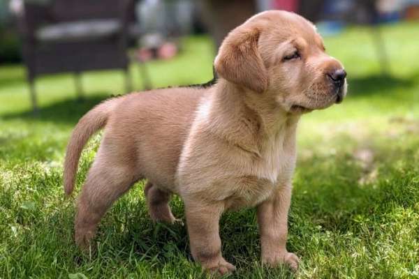 AKC dark yellow/red labs