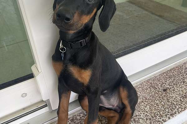 Sweet Doberman Puppy Seeks a New Home