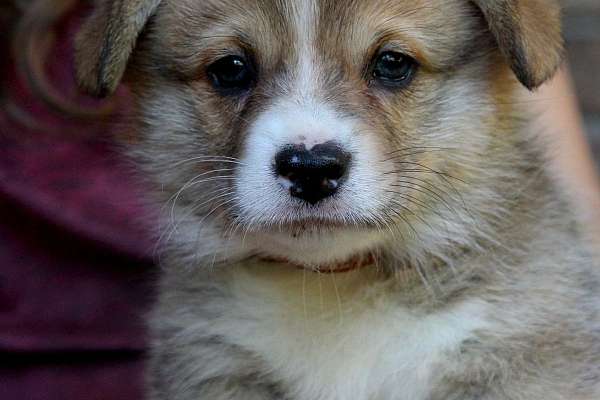 AKC Pembroke Welsh Corgi Male DM Clear Family Raised Orange Collar