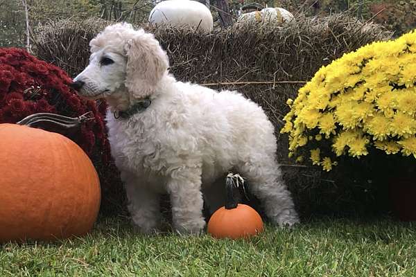 AKC Standard Poodles