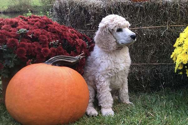 AKC Standard Poodles