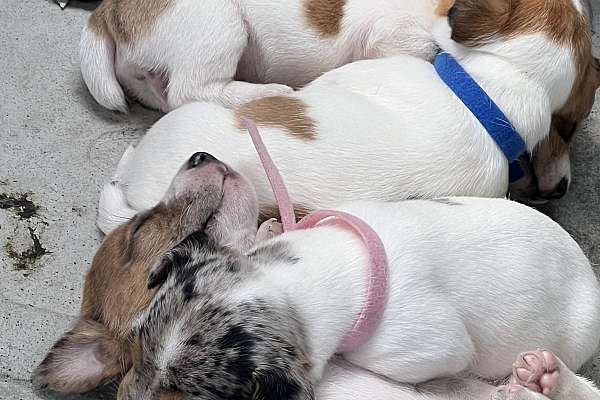 Jack Russell Shorties JRT