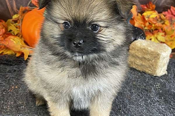 CupCake - Orange Sable Female Pomeranian Puppy
