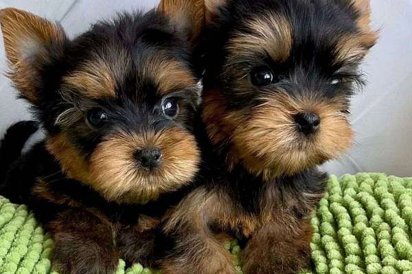 Golden and Silver Yorkshire Terrier puppies