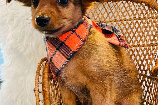 Yorkipoo ready for forever family