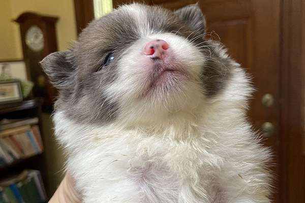 Beautiful full-bred Pomeranian puppies