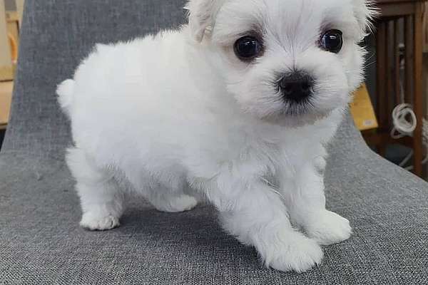 Healthy Bichon Frise Puppies Available