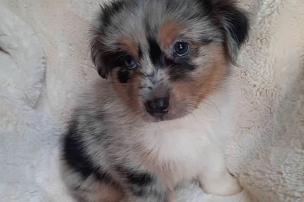 Australian Shepherd Puppies - Red and Black Tri, Blue Merle
