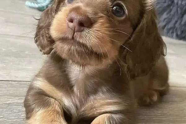 Adorable Doxie puppies ready to go