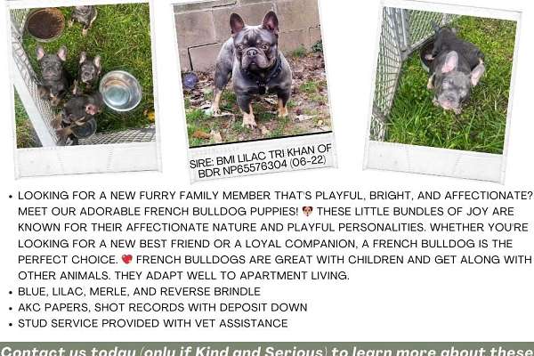 Pure Breed Frenchies for sale