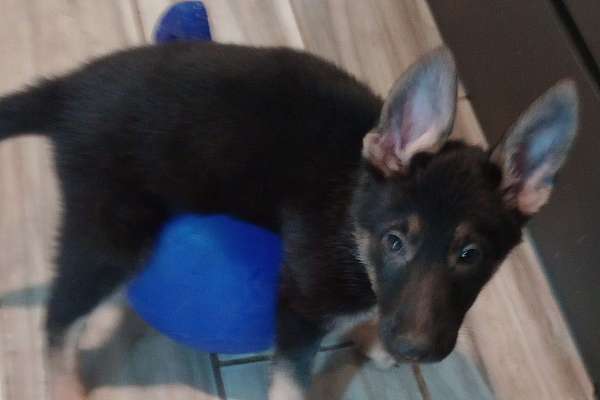 German shepherd puppies